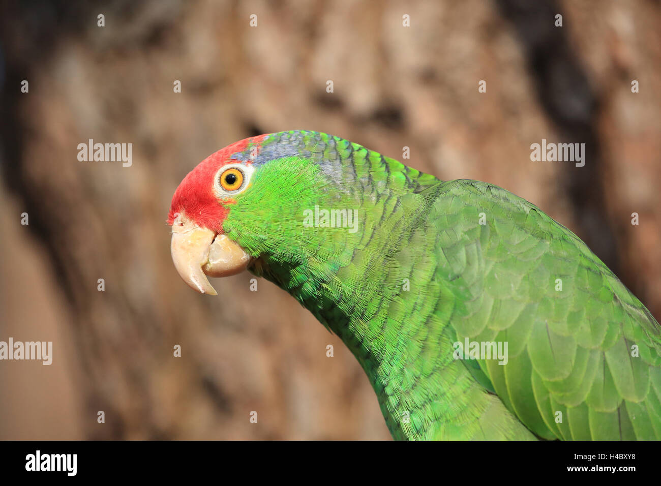 Red-crowned amazon, Amazona viridigenalis Stock Photo - Alamy