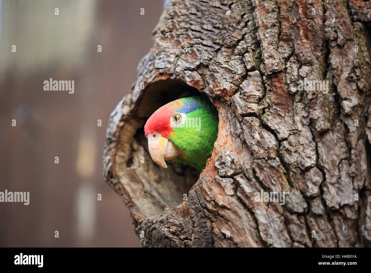 Red-crowned amazon looking from a tree hole Amazona viridigenalis Stock ...