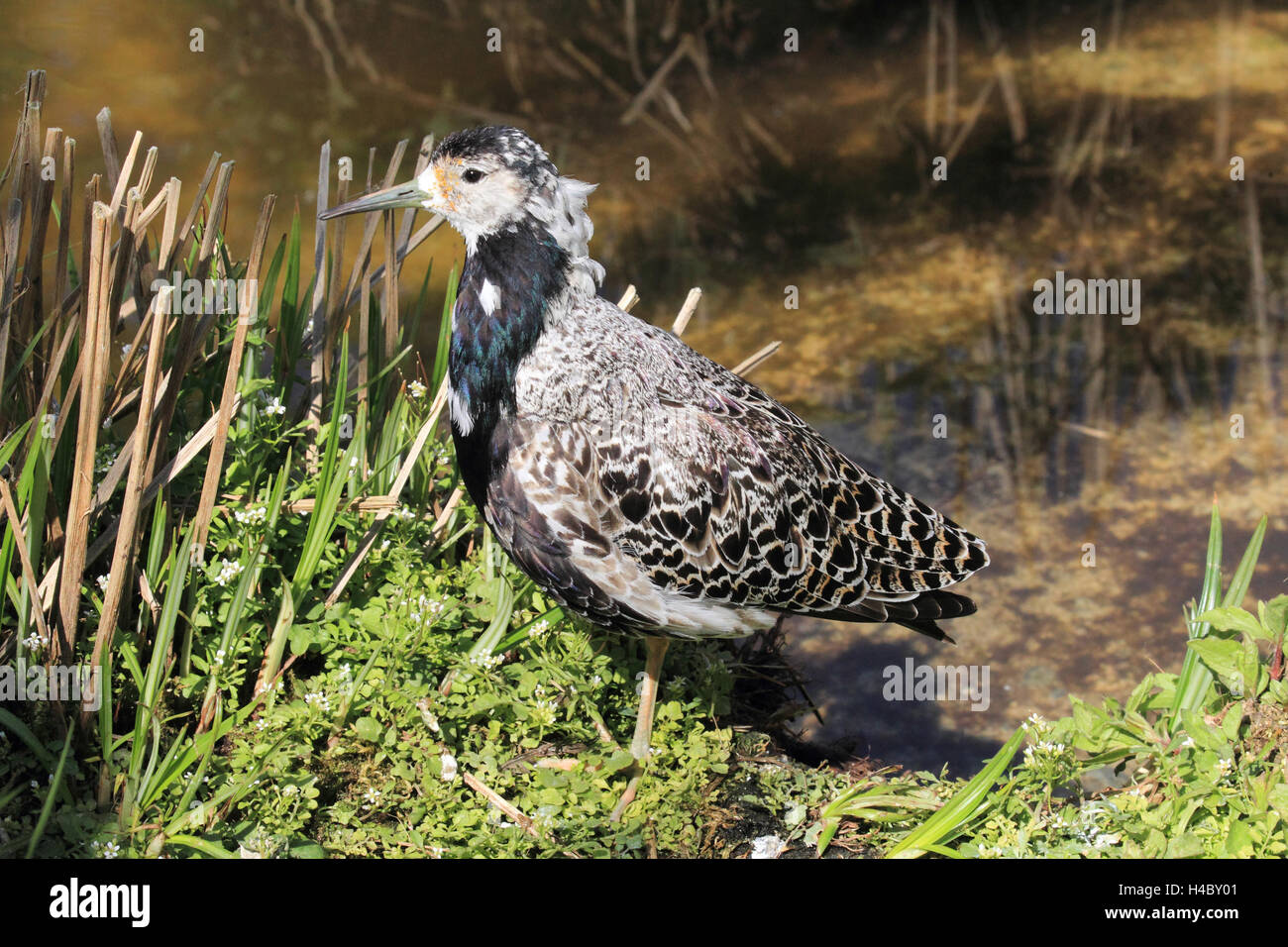Ruff Water Bird High Resolution Stock Photography and Images - Alamy