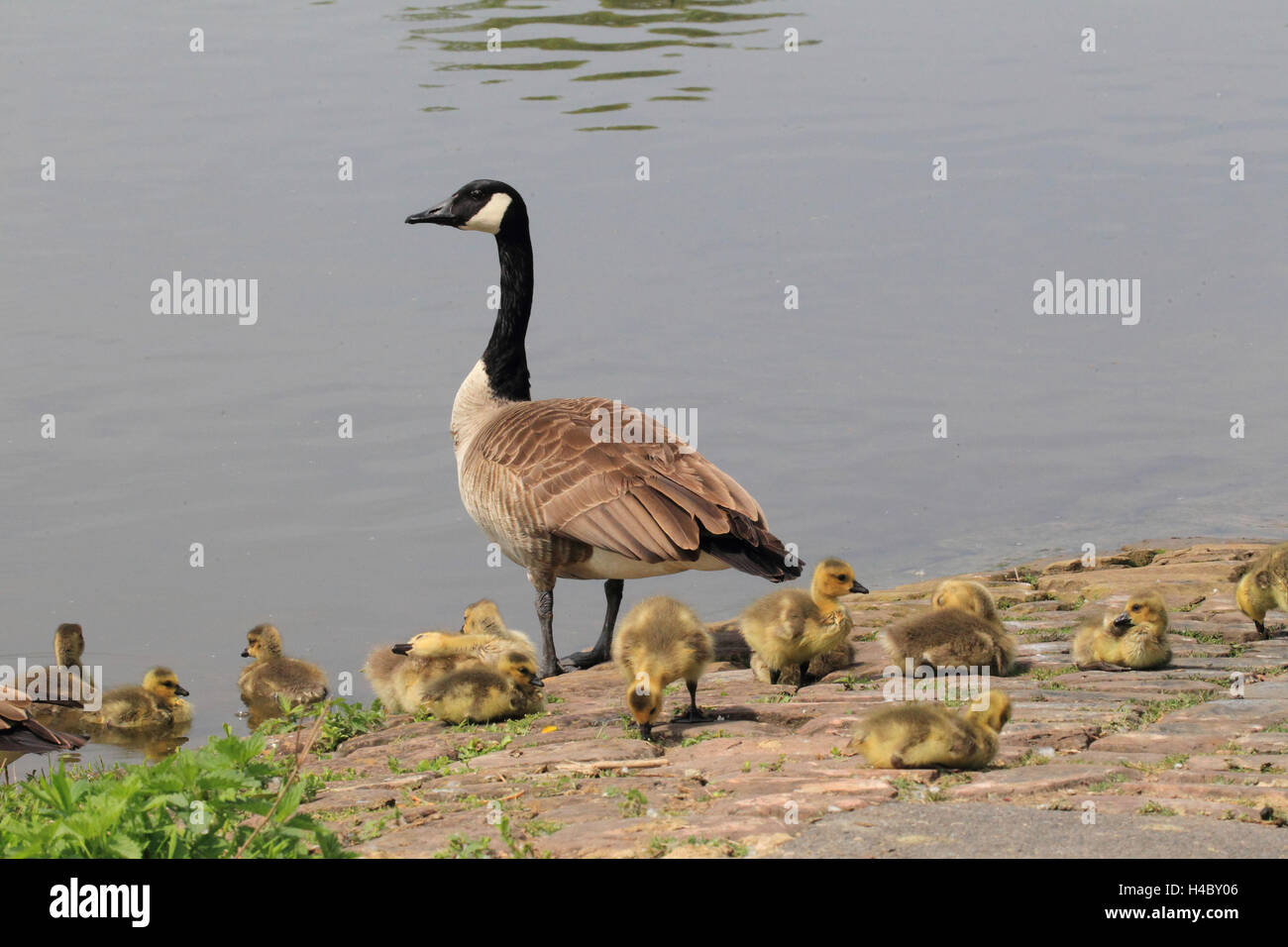 Canada goose with young animals, Branta canadensis Stock Photo - Alamy