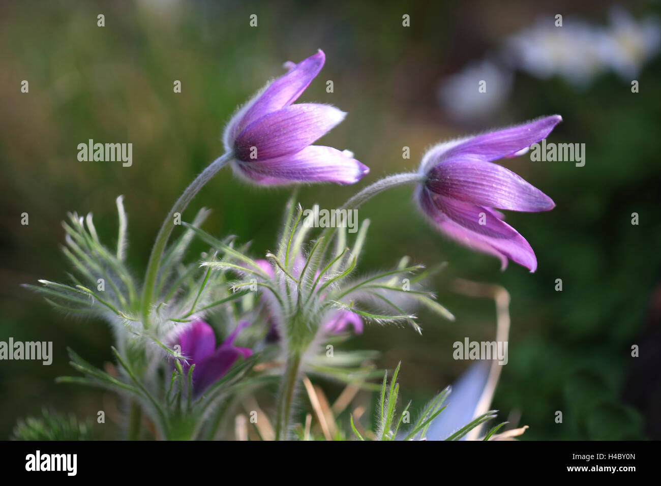 Pasque flower Pulsatilla vulgaris Stock Photo - Alamy
