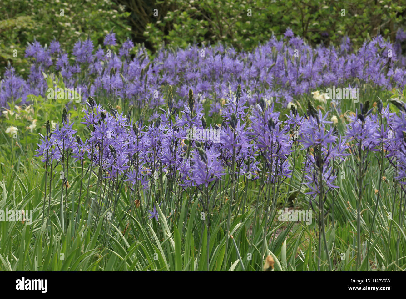 Quamash Camassia leichtlinii Stock Photo - Alamy