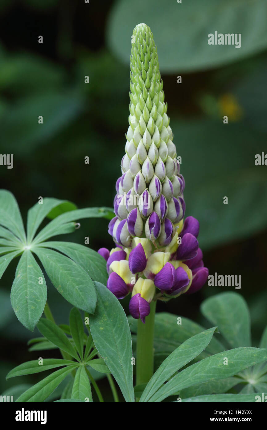 Lupin about to flower hi-res stock photography and images - Alamy