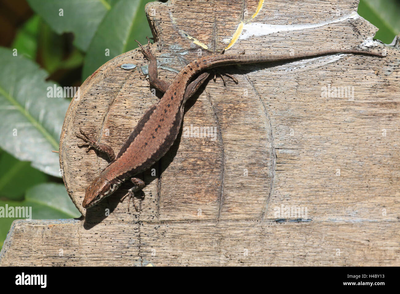 wall lizard, Podarcis muralis Stock Photo - Alamy