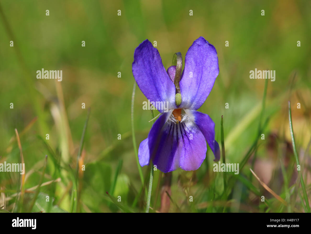 Wood violet viola odorata Stock Photo - Alamy