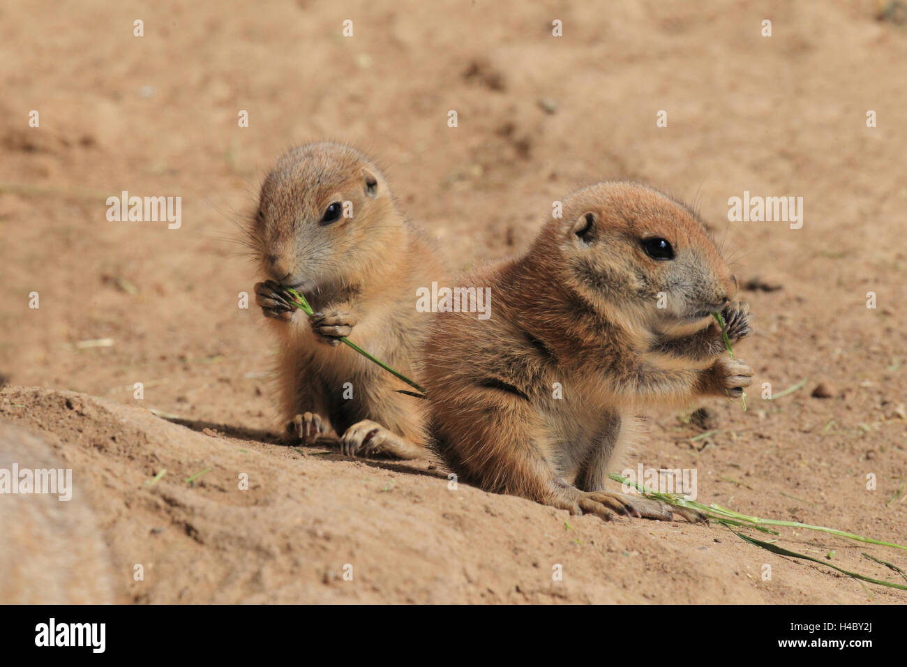 Black-tailed prairie dog, young animal, Cynomys ludovicianus Stock ...