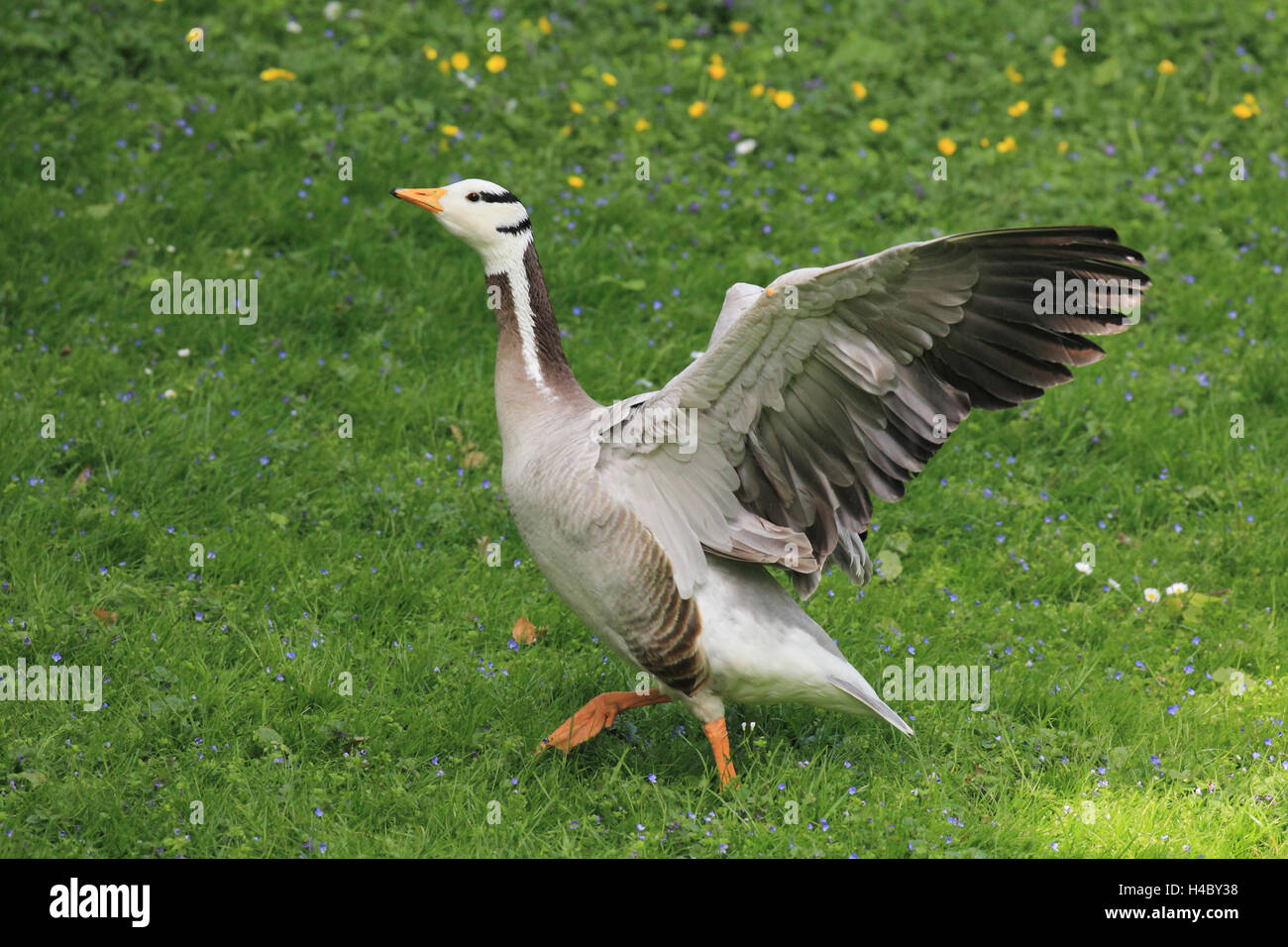 Bar-headed goose, Anser indicus Stock Photo - Alamy