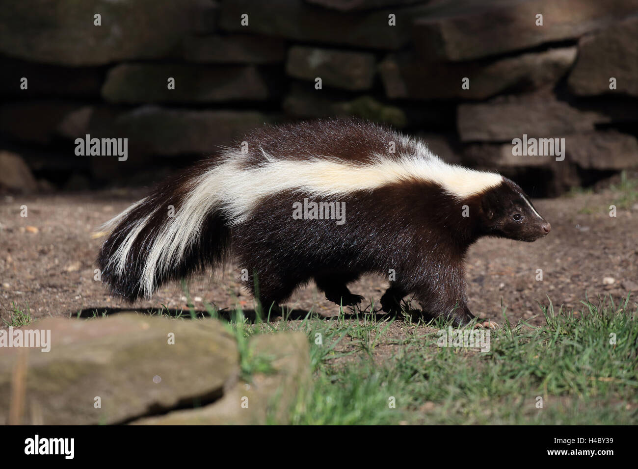 Striped skunk Mephitis mephitis Stock Photo - Alamy