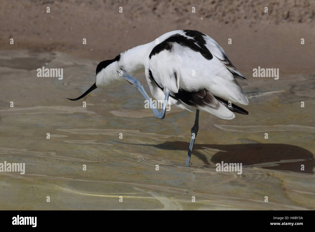 Pied avocet hi-res stock photography and images - Alamy