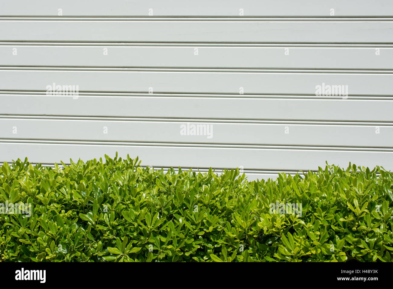 green bush and wood panels used as wall cover Stock Photo - Alamy