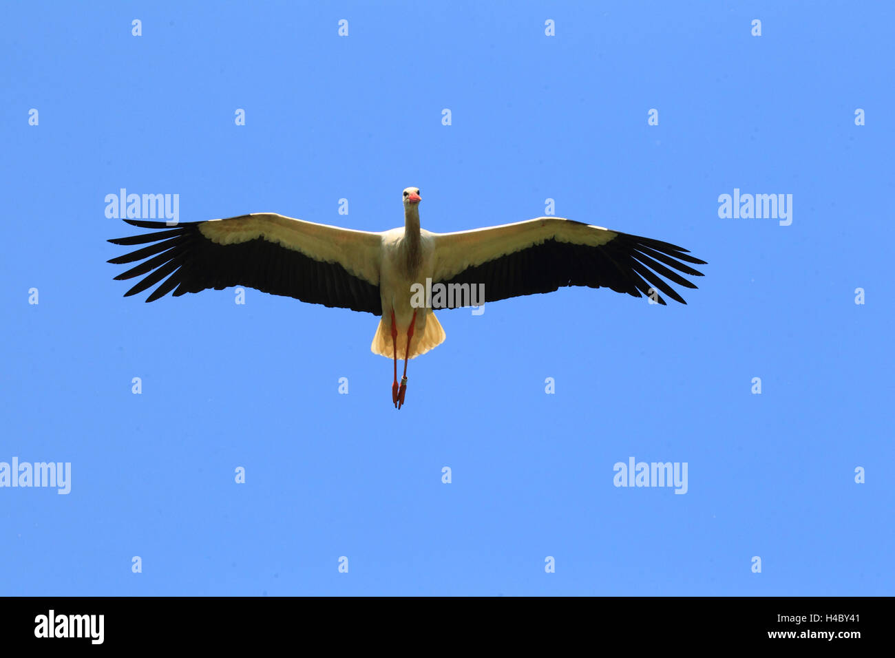 Stork in flight hi-res stock photography and images - Alamy