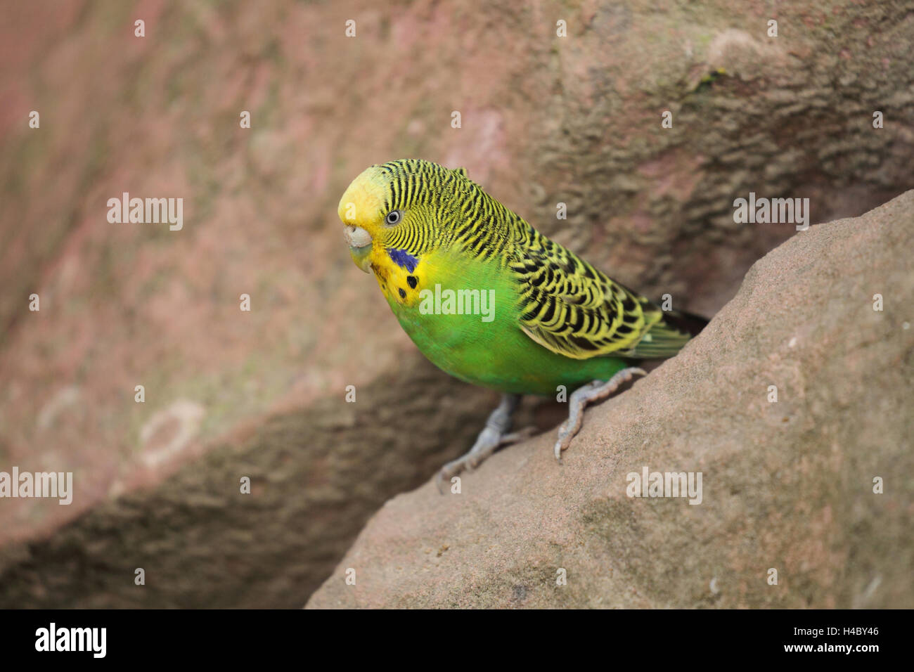 Budgerigar australia hi-res stock photography and images - Alamy