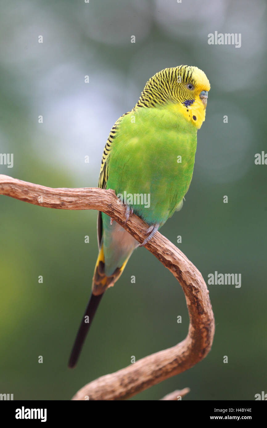 Budgerigar, Melopsittacus undulatus Stock Photo - Alamy