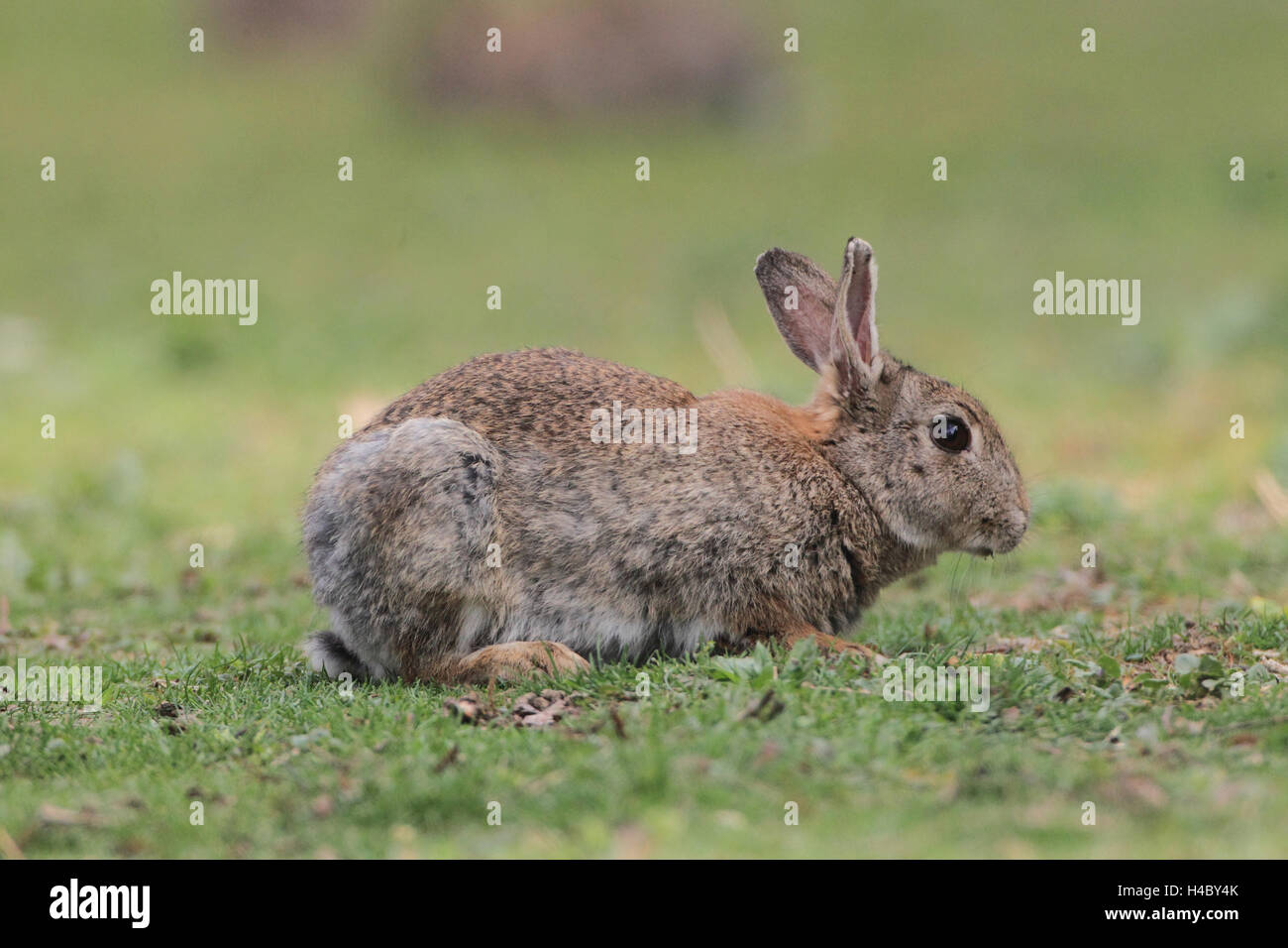 Oryctolatus cuniculus hi-res stock photography and images - Alamy