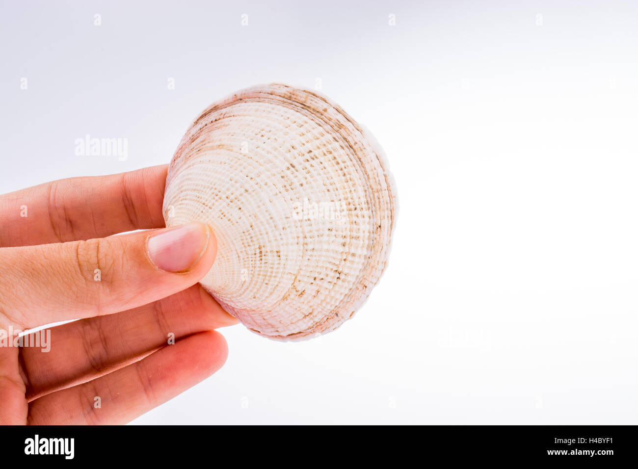 Hand holding Beautiful sea shell on a white background Stock Photo - Alamy