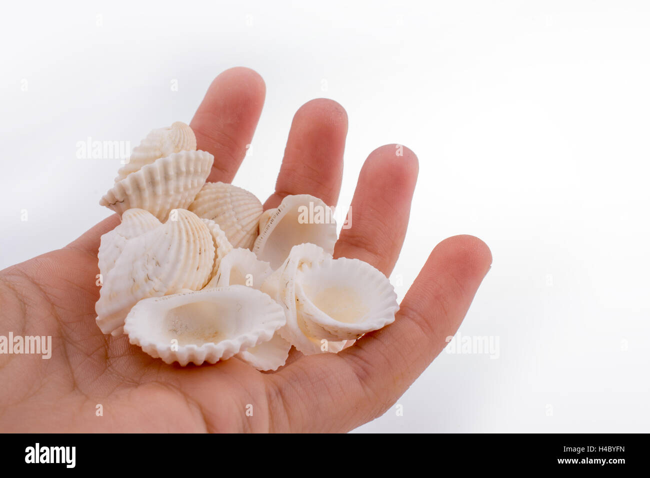 Hand holding Beautiful sea shell on a white background Stock Photo - Alamy