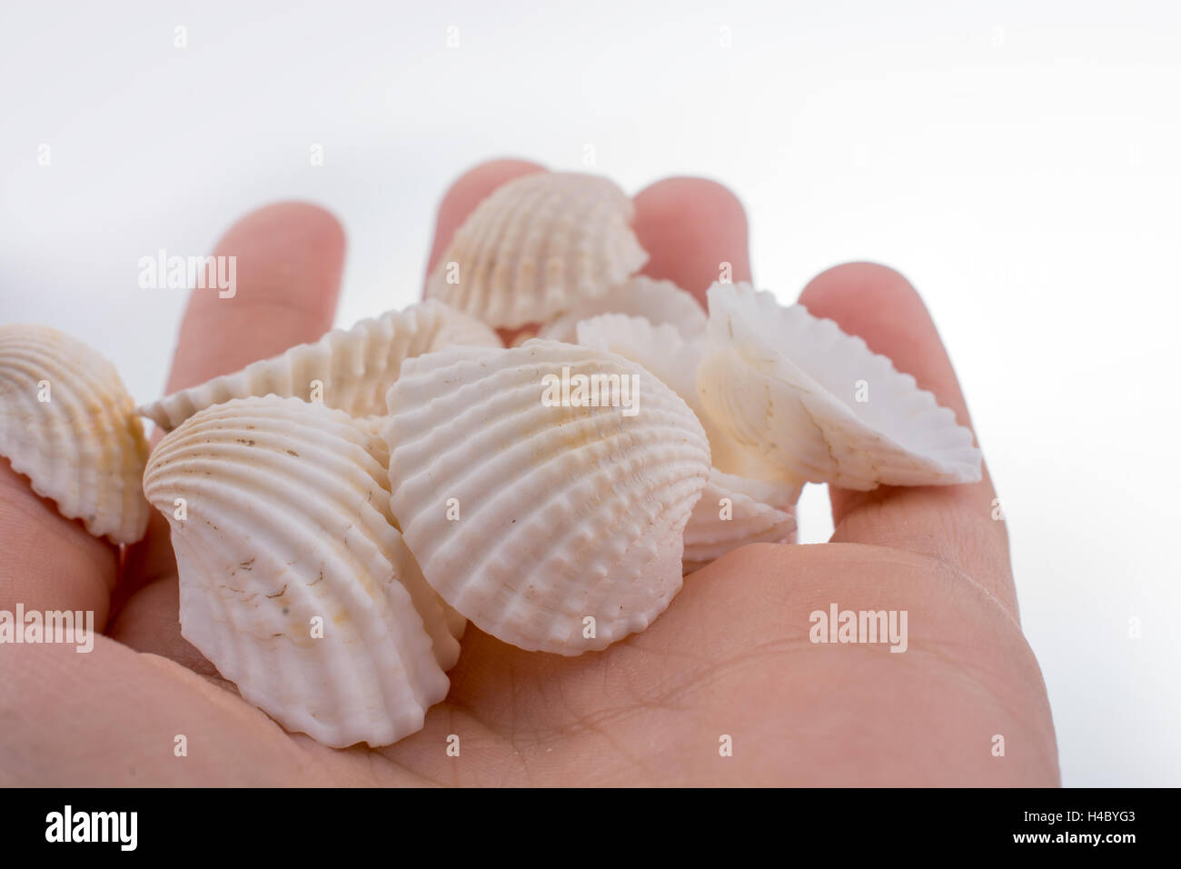 Hand holding Beautiful sea shell on a white background Stock Photo - Alamy