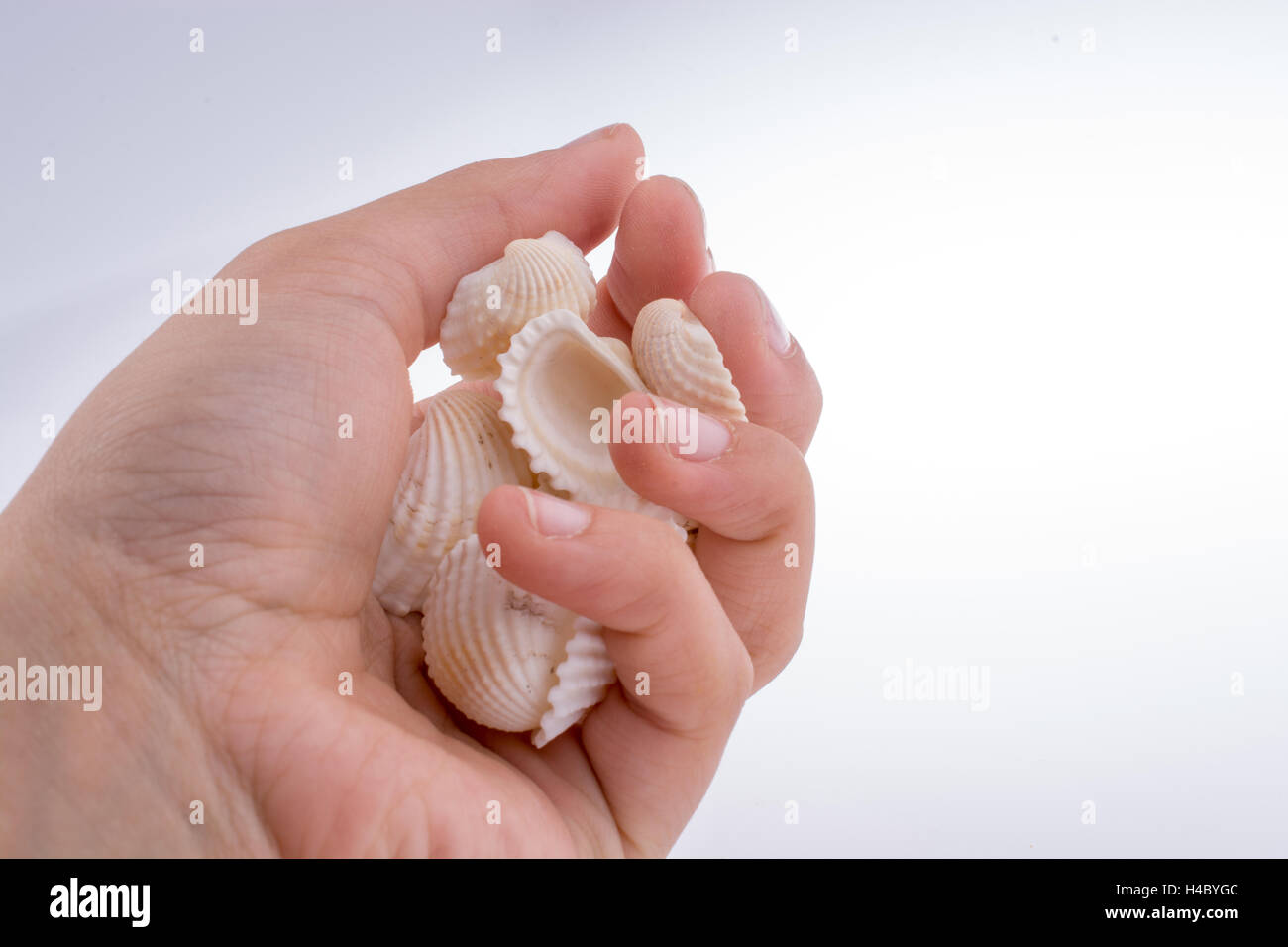 Hand holding Beautiful sea shell on a white background Stock Photo - Alamy