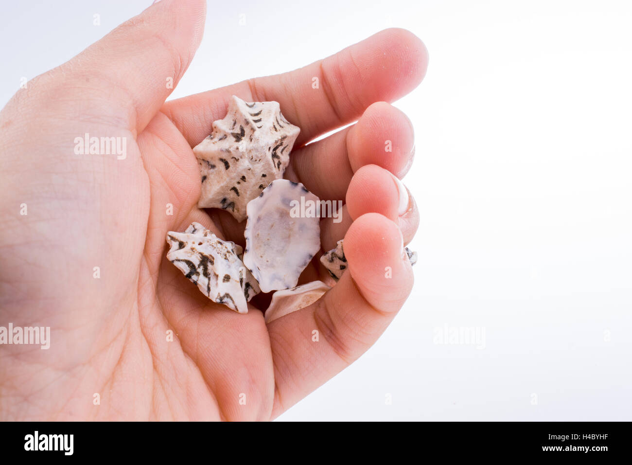 Hand holding Beautiful sea shell on a white background Stock Photo - Alamy