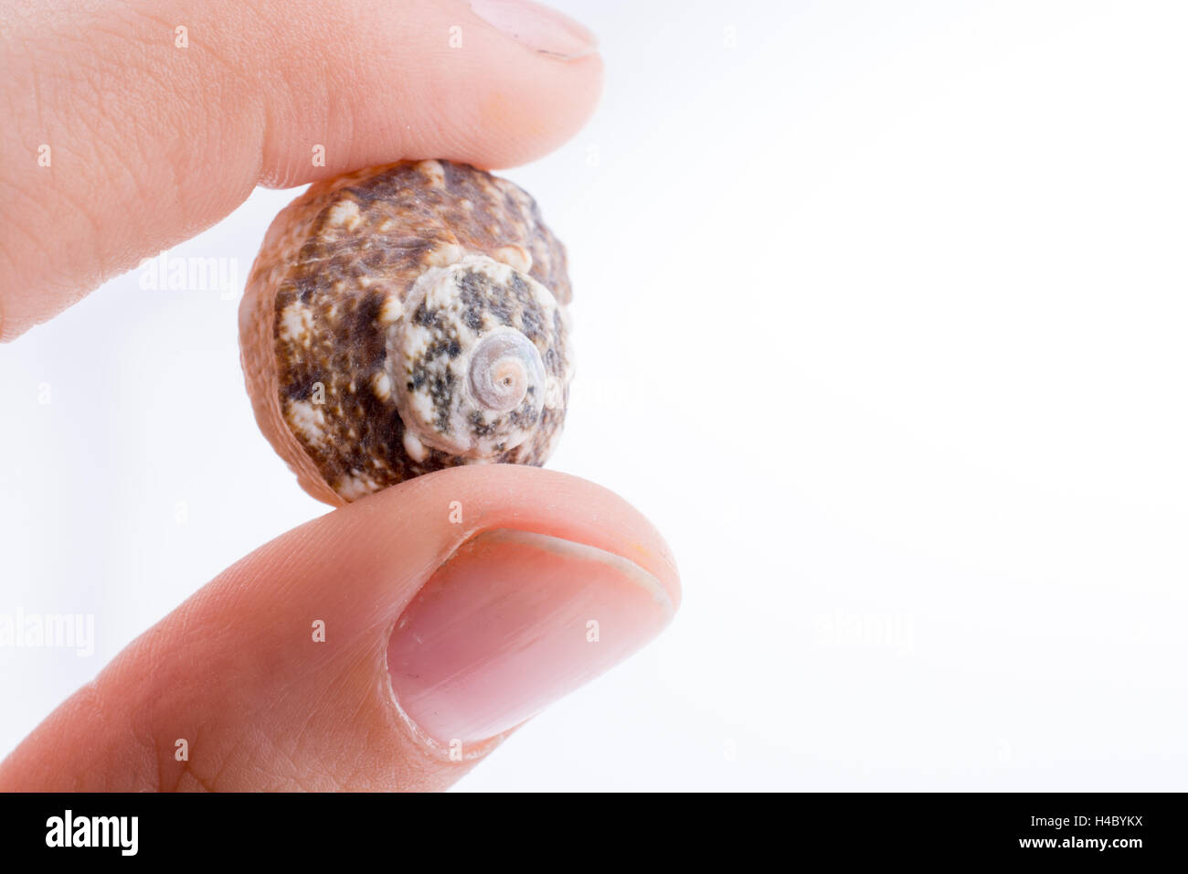 Hand holding Beautiful sea shell on a white background Stock Photo - Alamy