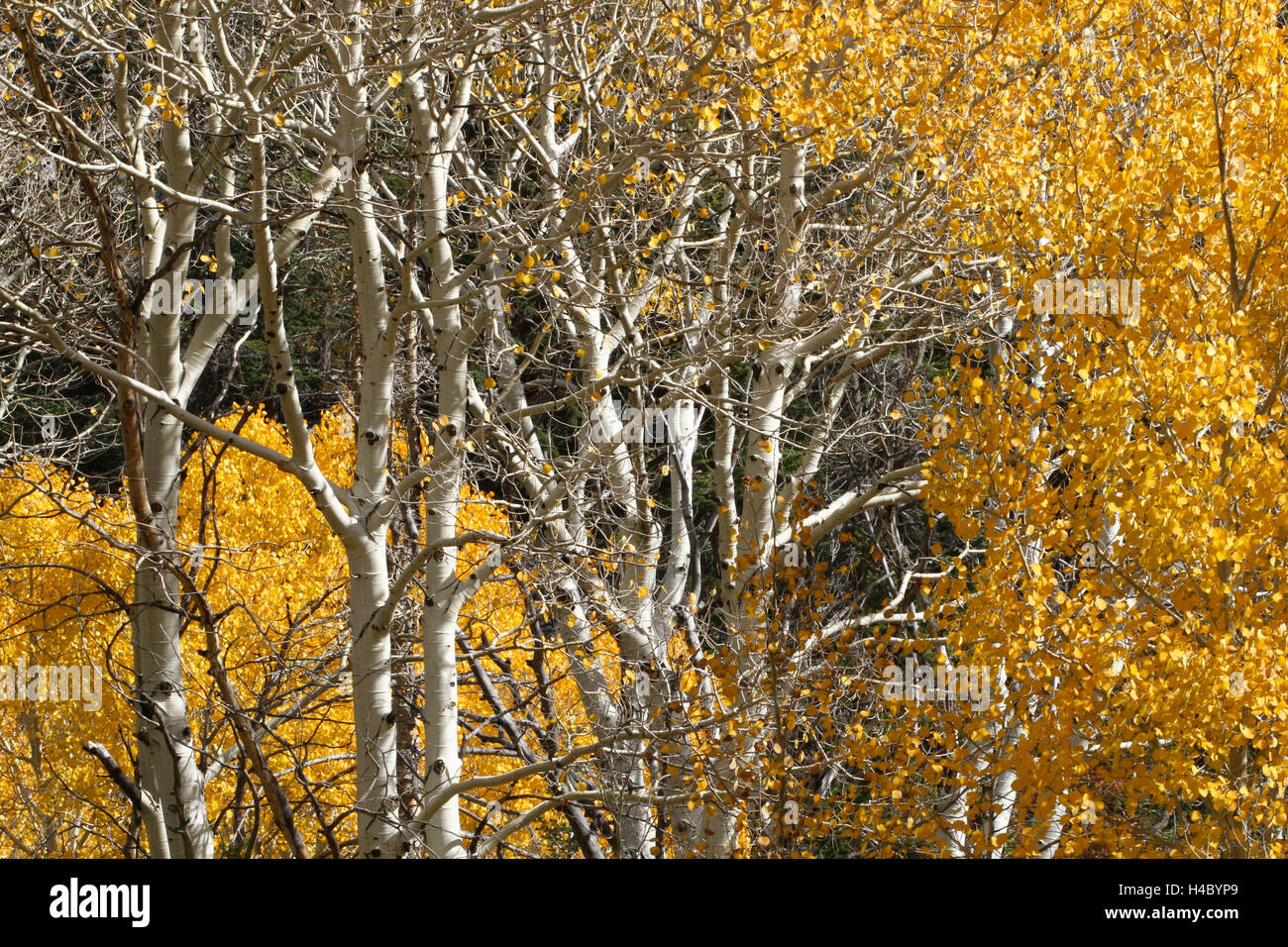 Colors of Fall, Birch trees in autumn Stock Photo - Alamy