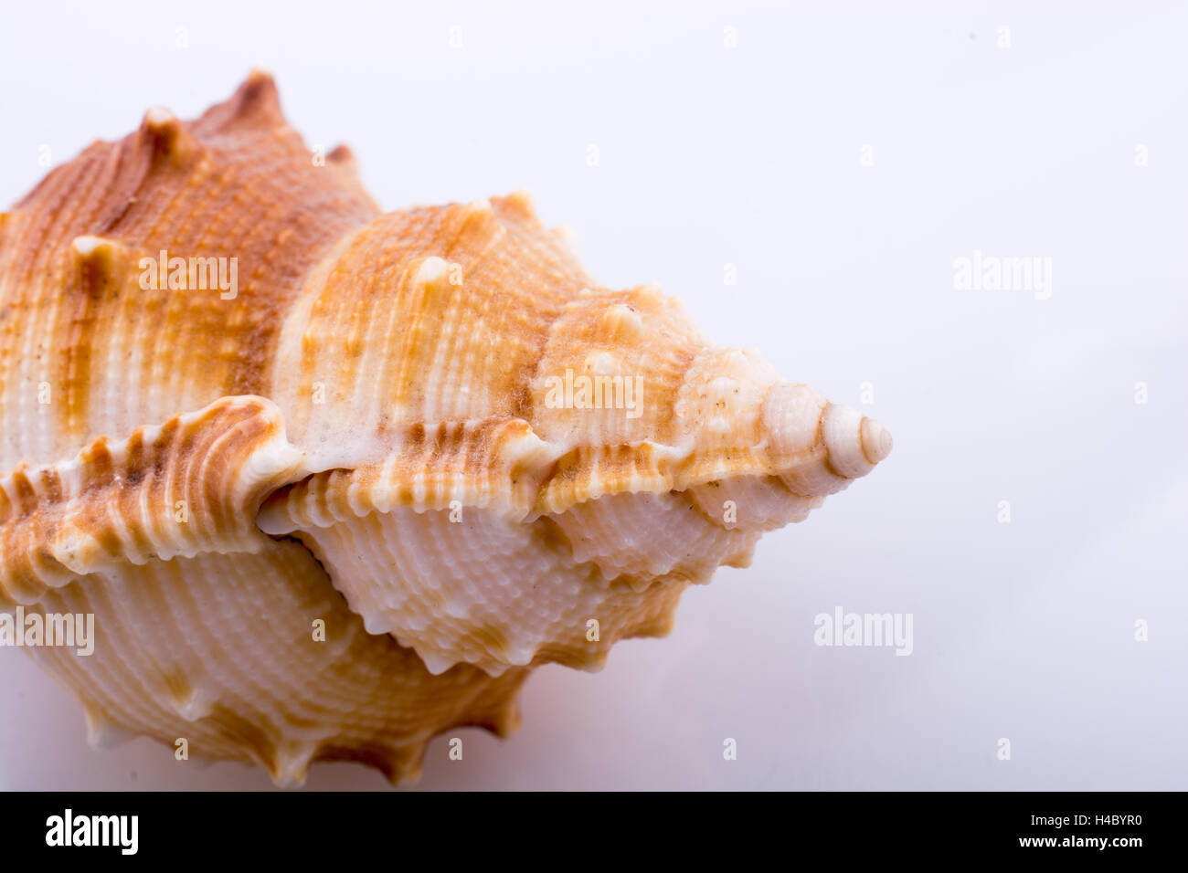 Beautiful sea shell on a white background Stock Photo - Alamy