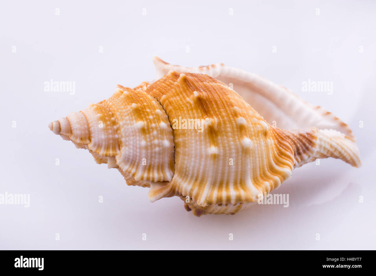 Beautiful sea shell on a white background Stock Photo - Alamy