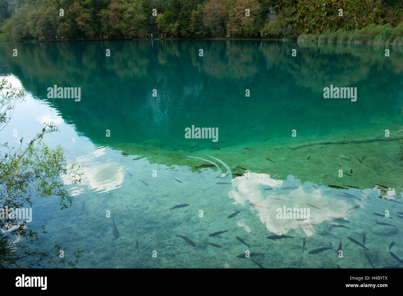 view in the Plitvice Lakes National Park, Croatia Stock Photo - Alamy