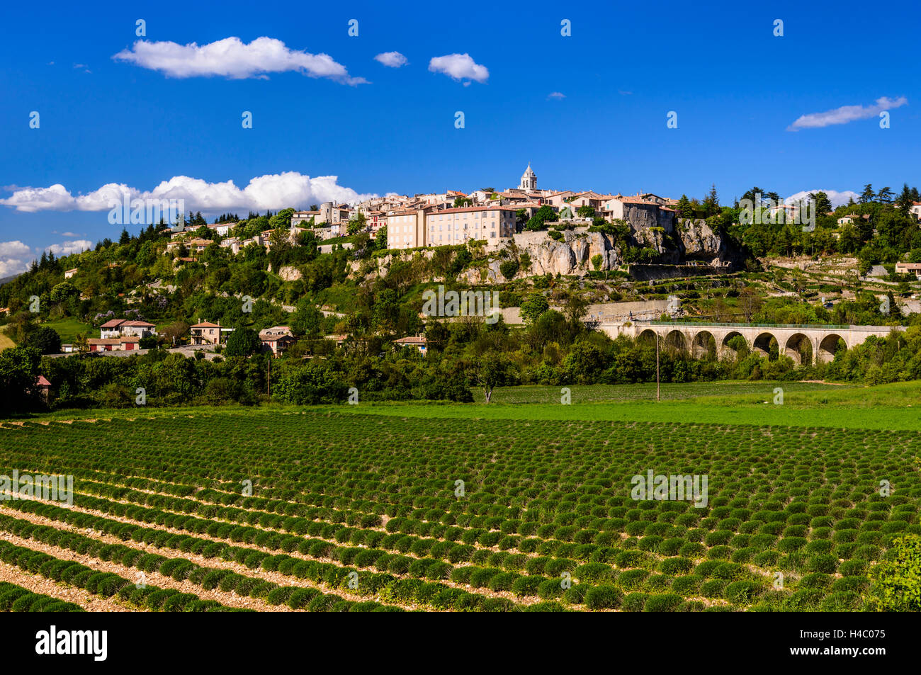 France, Provence, Vaucluse, Sault, view of the village with lavender ...