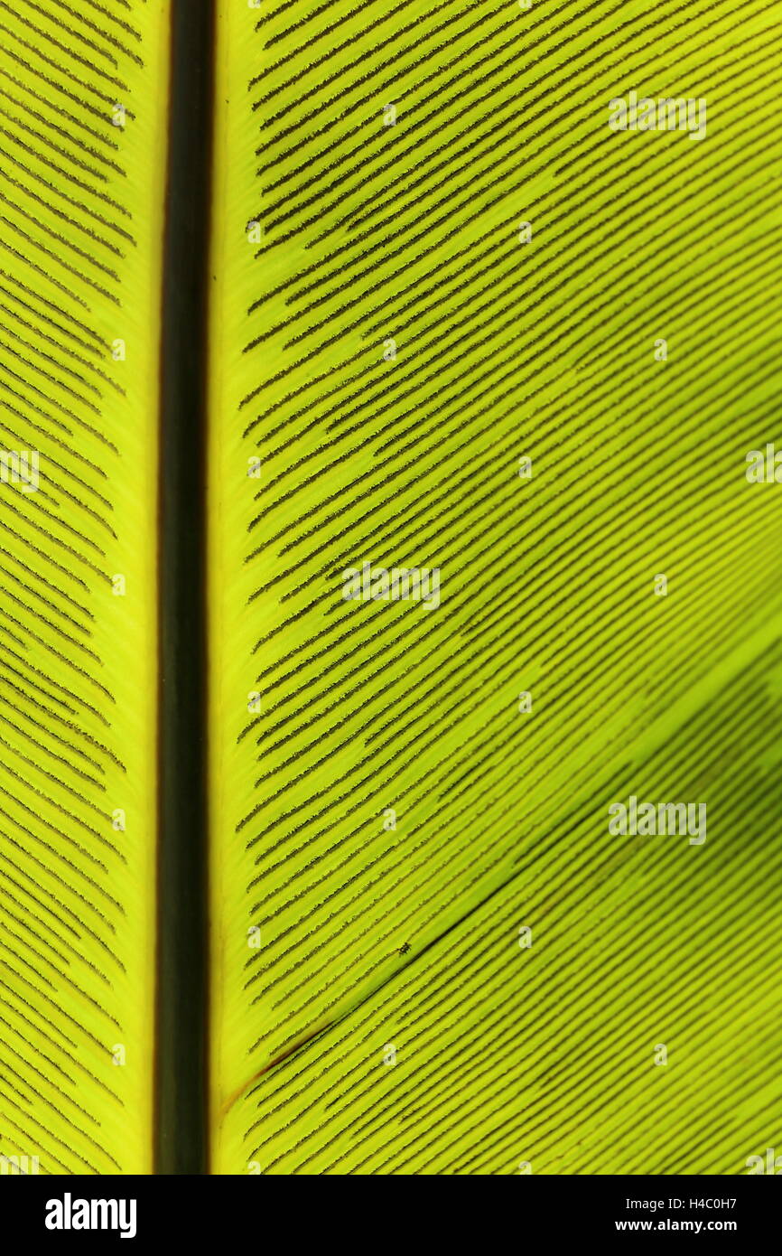 leaves close up Stock Photo - Alamy