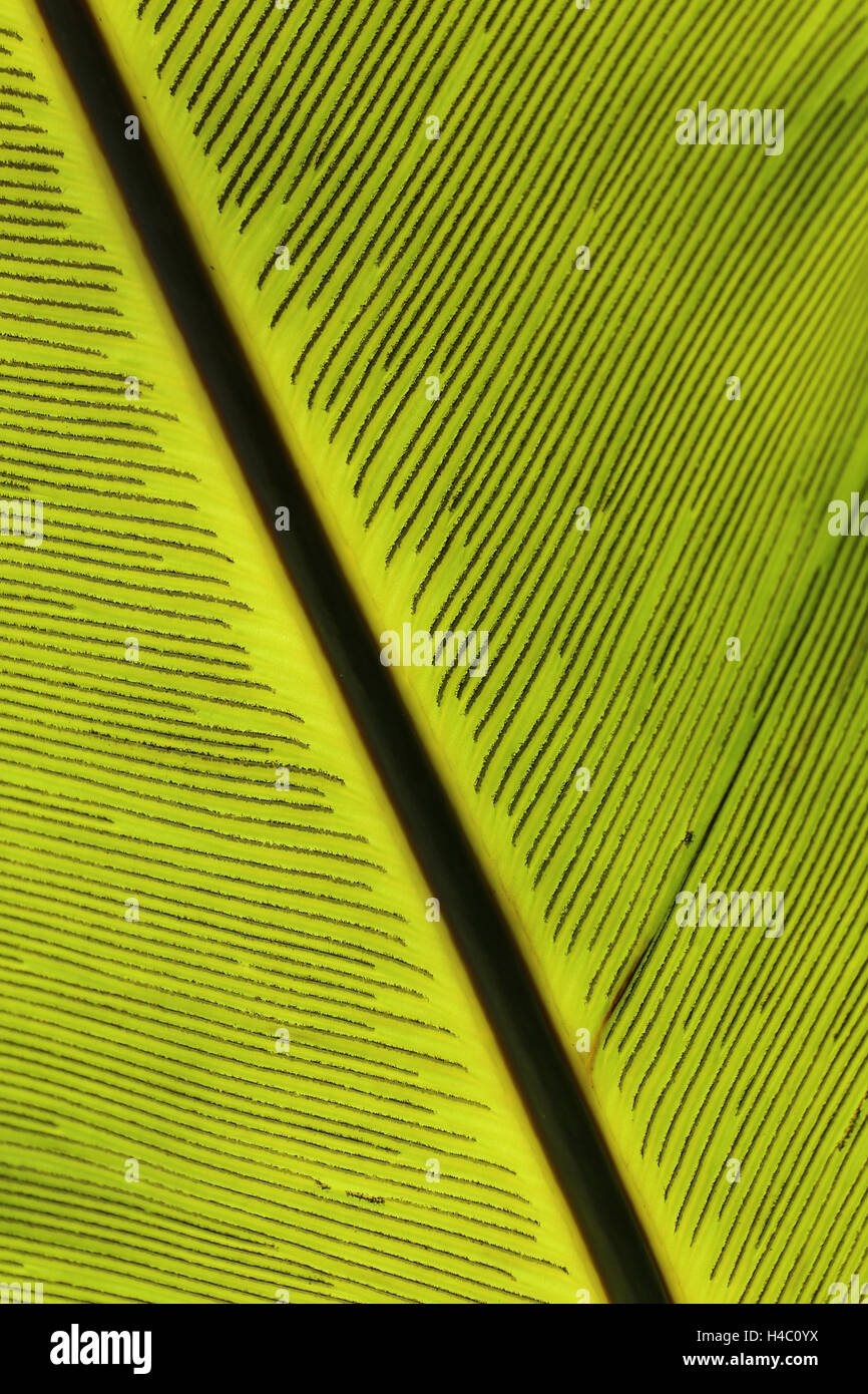 leaves close up Stock Photo - Alamy