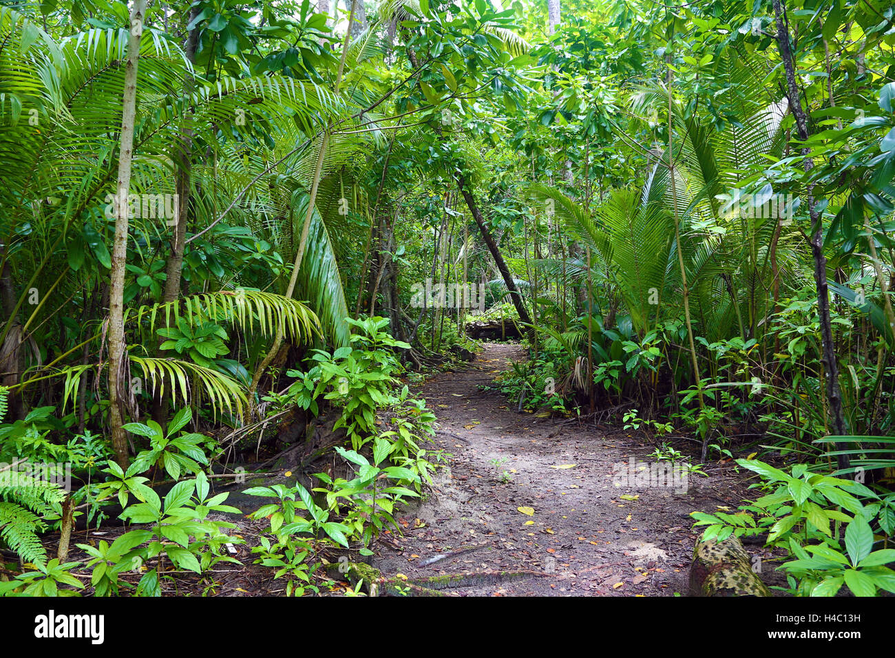 Forest path through tropical vegetation, Carp Island, Republic of Palau ...