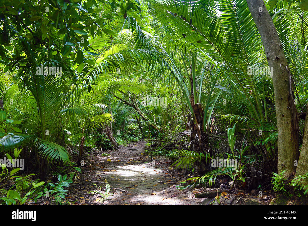 Forest path through tropical vegetation, Carp Island, Republic of Palau ...