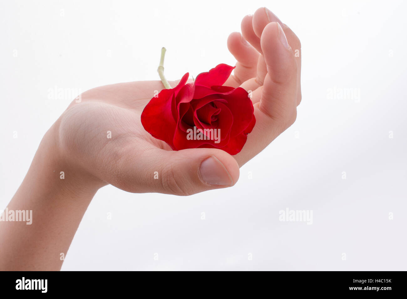 Hand holding a red rose on a white background Stock Photo - Alamy