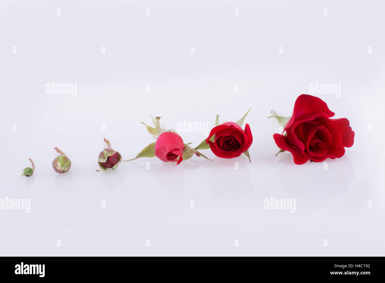 Red Roses aligned in an increasing order on a white background Stock ...