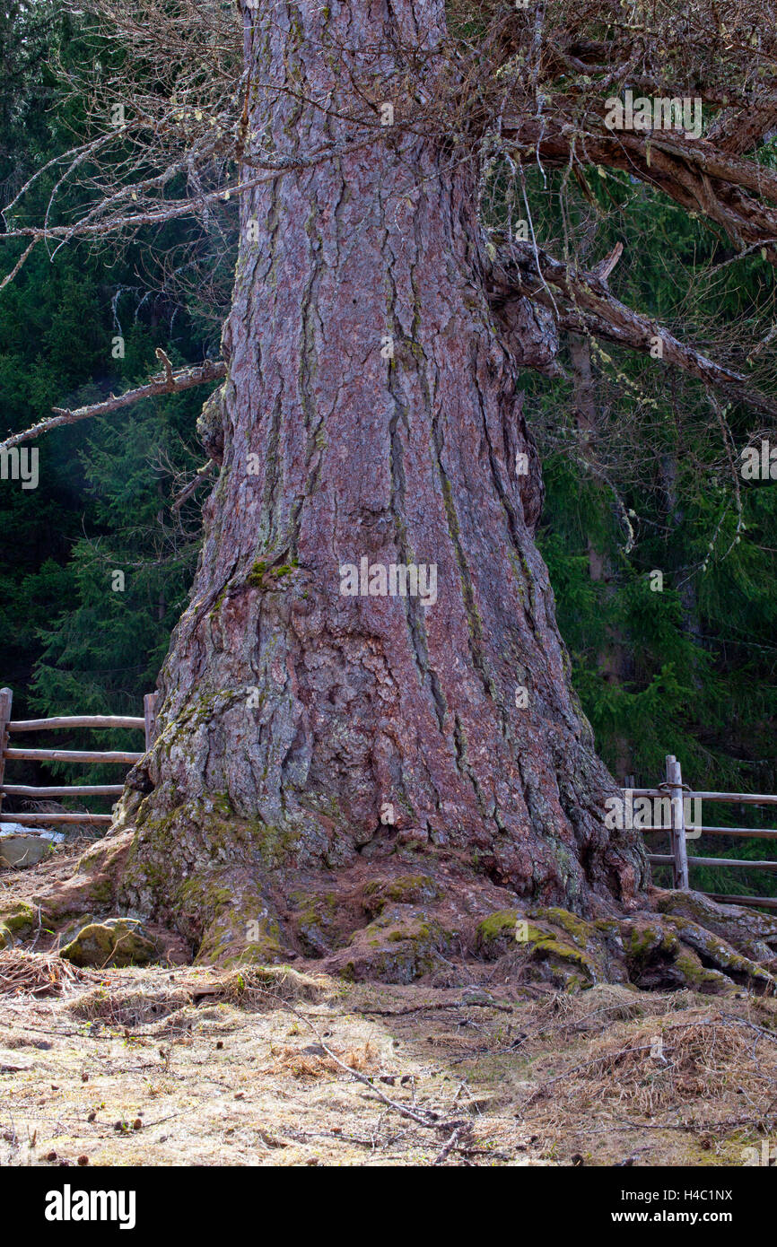 Centuries old larches Stock Photo - Alamy