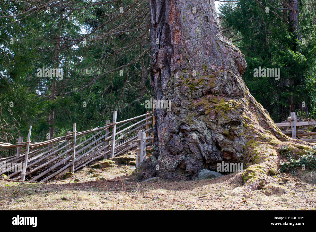 Centuries old larches Stock Photo - Alamy
