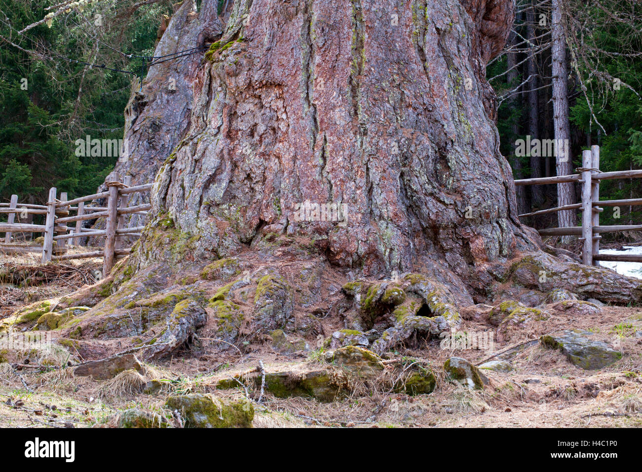 Centuries old larches Stock Photo - Alamy