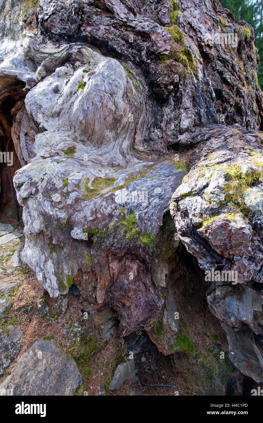 Centuries old larches Stock Photo - Alamy