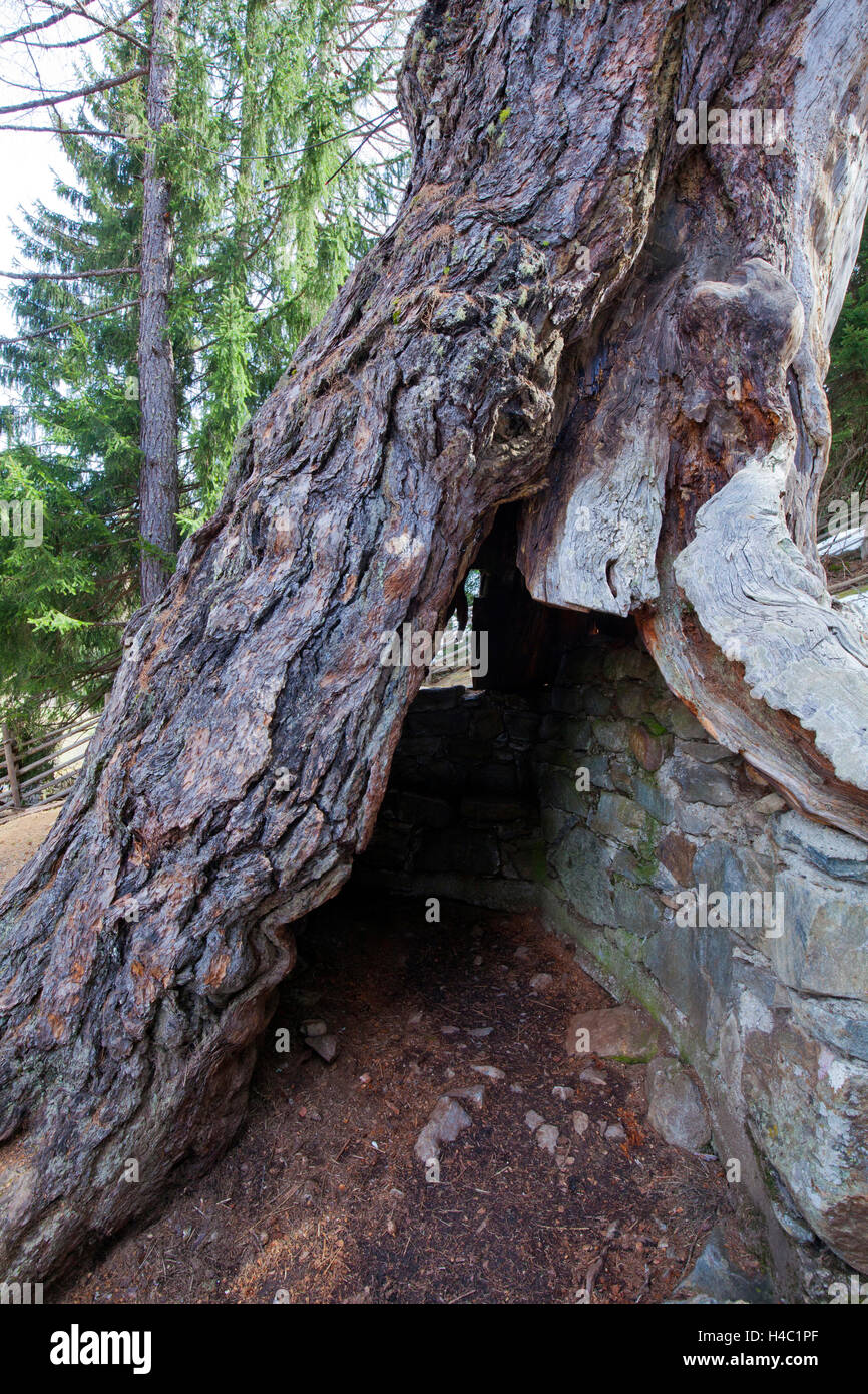 Centuries old larches Stock Photo - Alamy