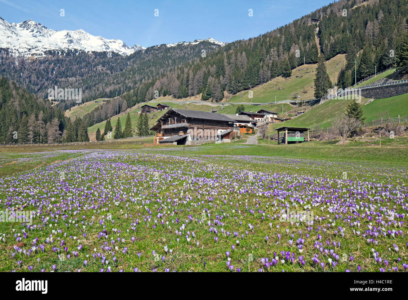 Crocus meadow in front of mountains and farms Stock Photo - Alamy
