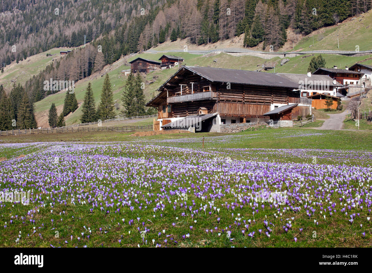 Crocus meadow in front of farms Stock Photo - Alamy