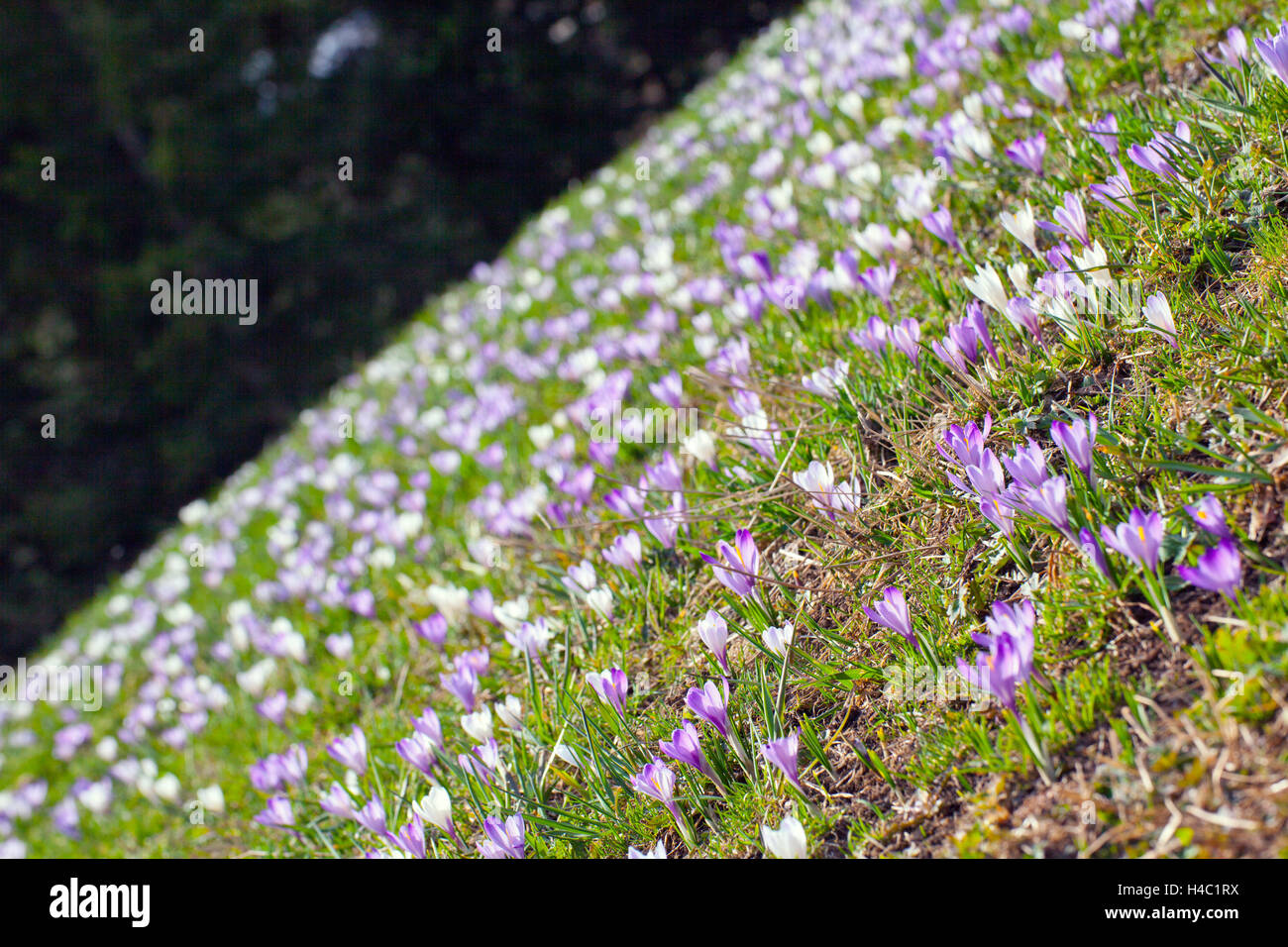 Crocus meadow steep Stock Photo - Alamy