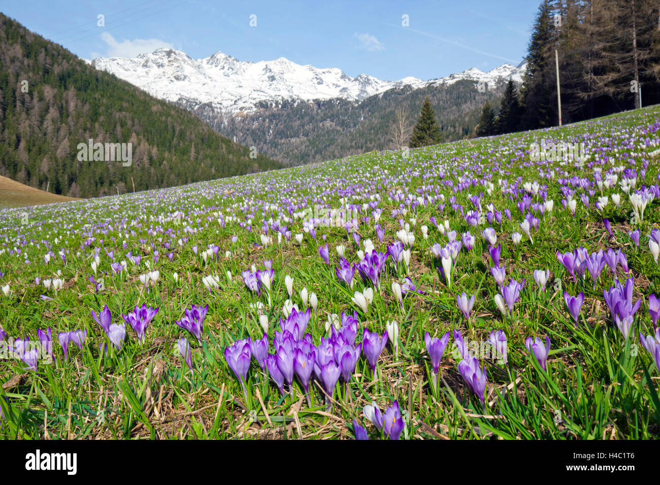 Crocus meadow in front of snowy mountains Stock Photo - Alamy