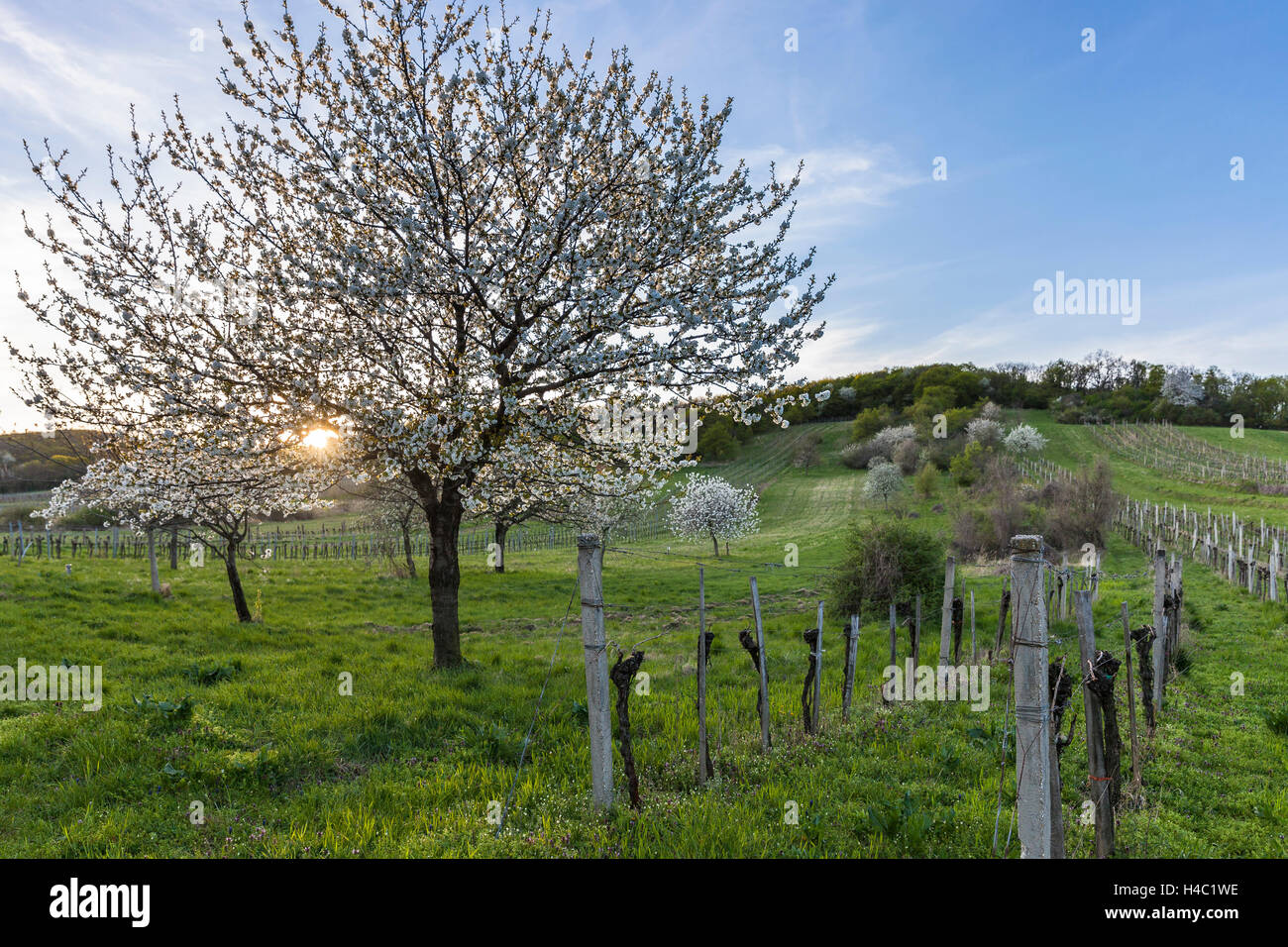 Cherry tree in a vineyard in spring hi-res stock photography and images ...