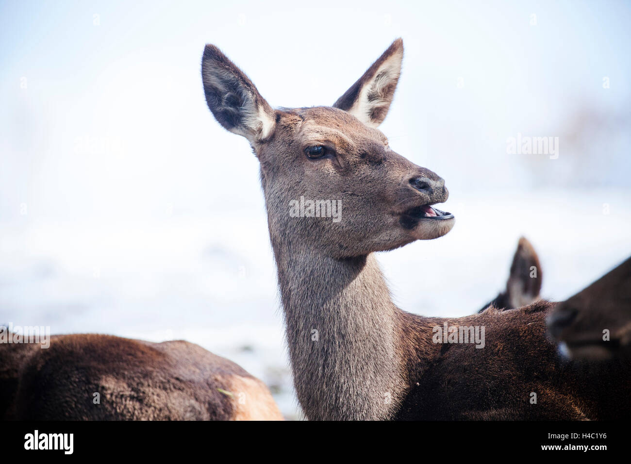 Ruminating animals hi-res stock photography and images - Alamy