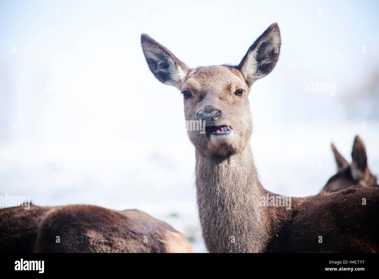 Ruminating animals hi-res stock photography and images - Alamy