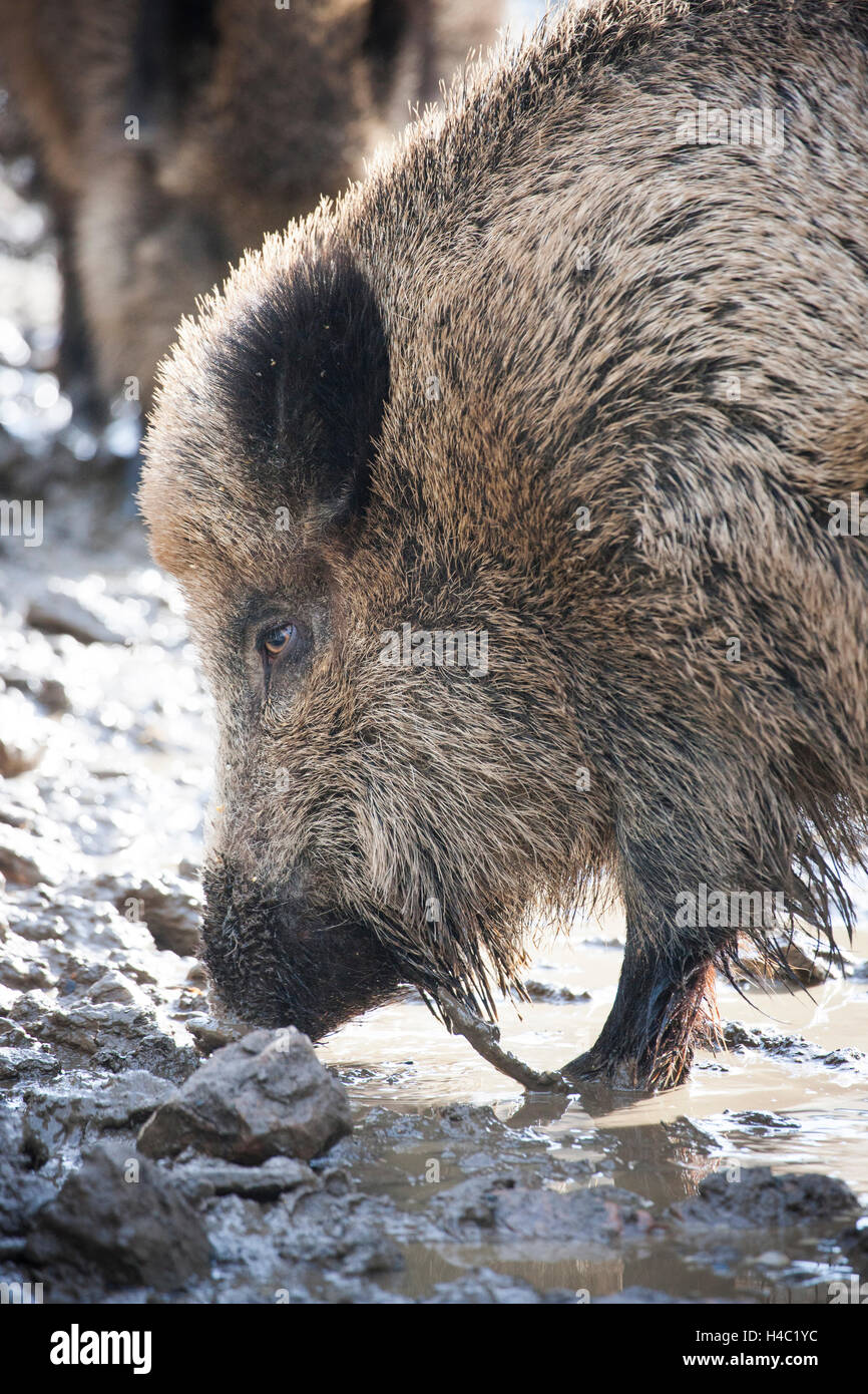 Wild boar in the mud and half portrait Stock Photo - Alamy