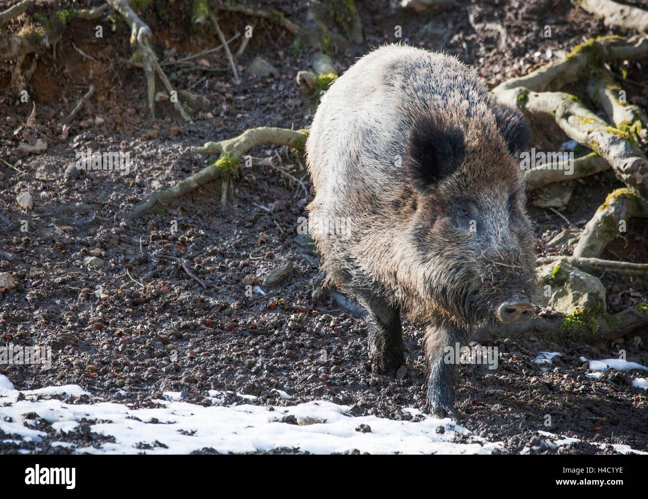 Wild boar approaching camera hi-res stock photography and images - Alamy