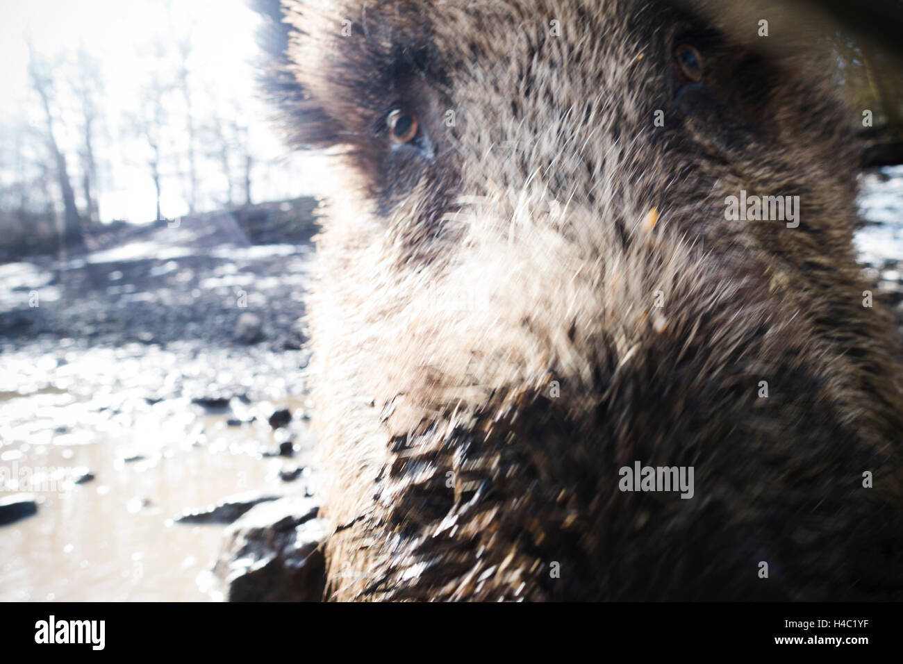 Wild boar, looking at camera Stock Photo - Alamy